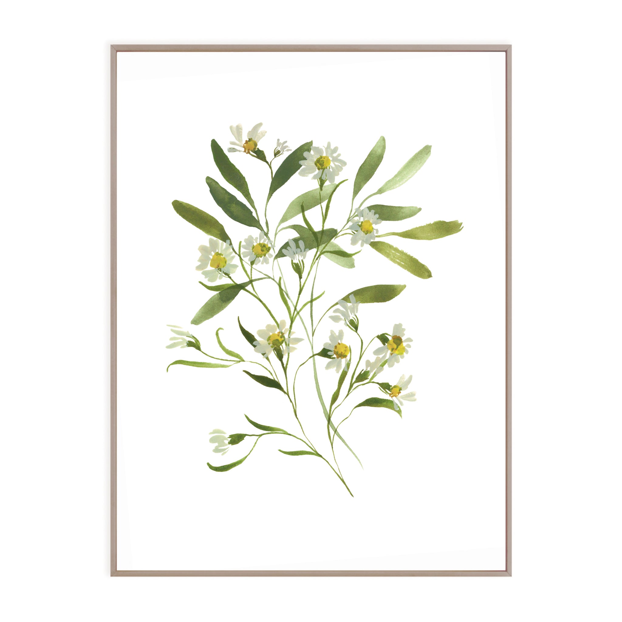 Daisy Study No.1