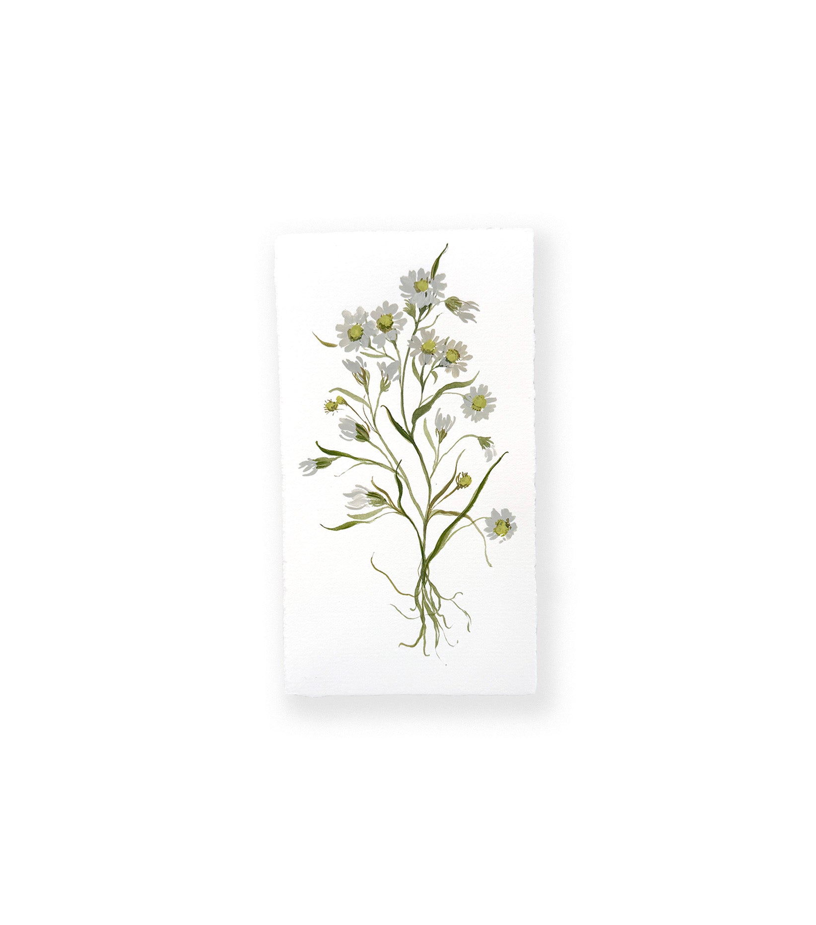 Daisy Study No.2