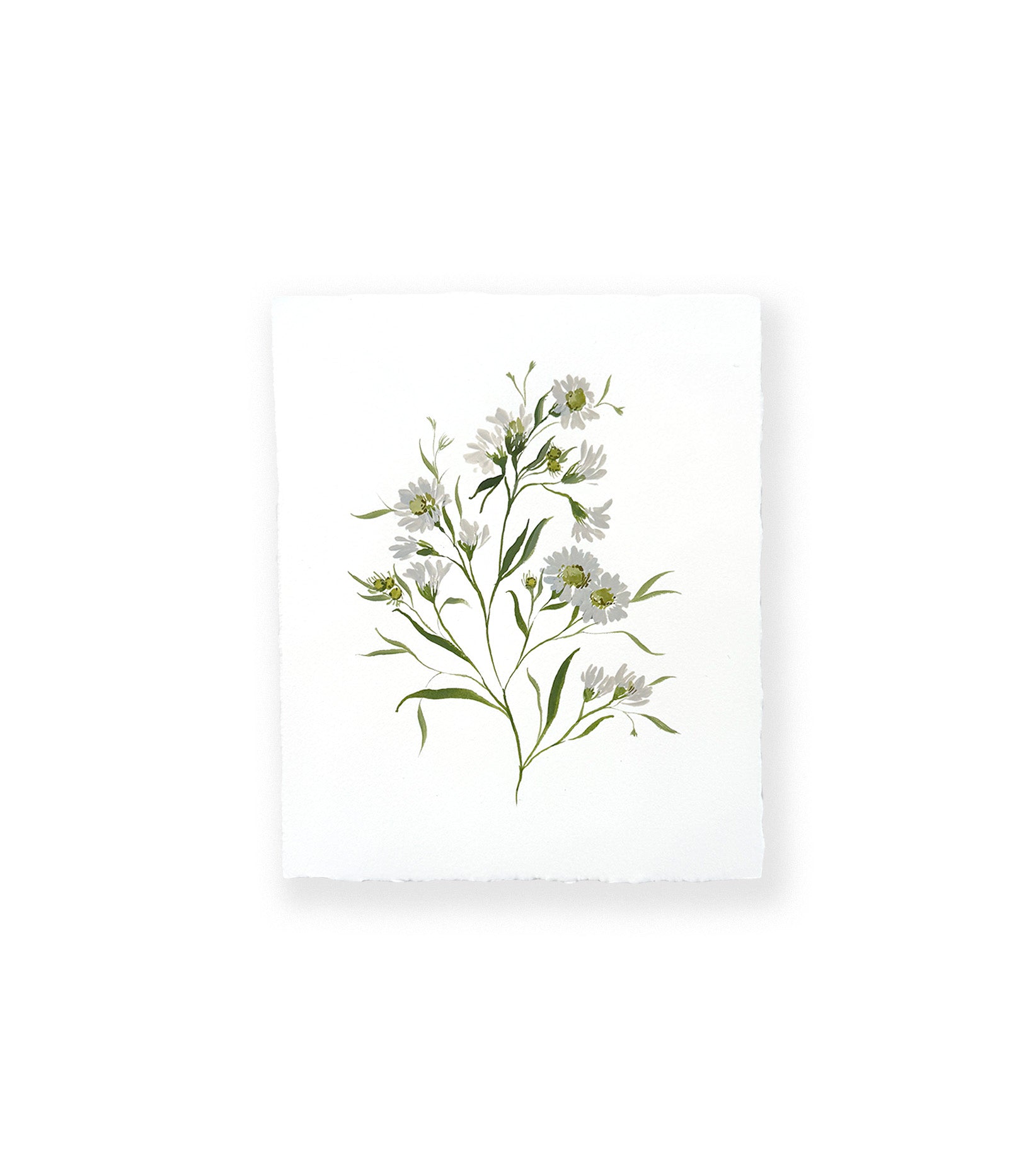 Daisy Study No.3