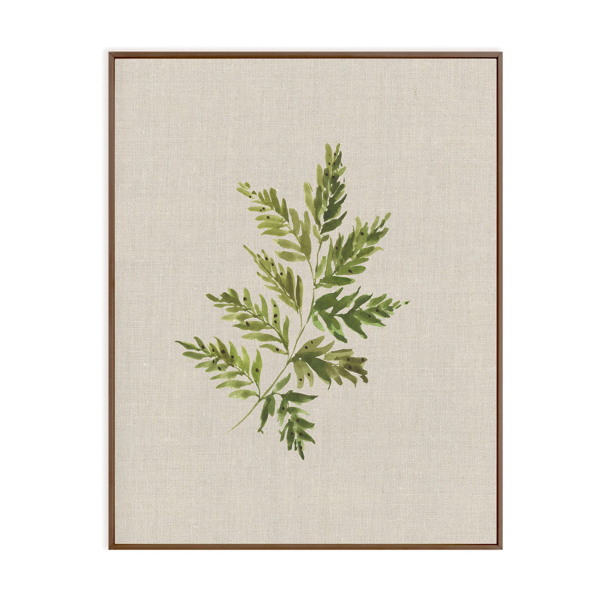Fern Study No.3