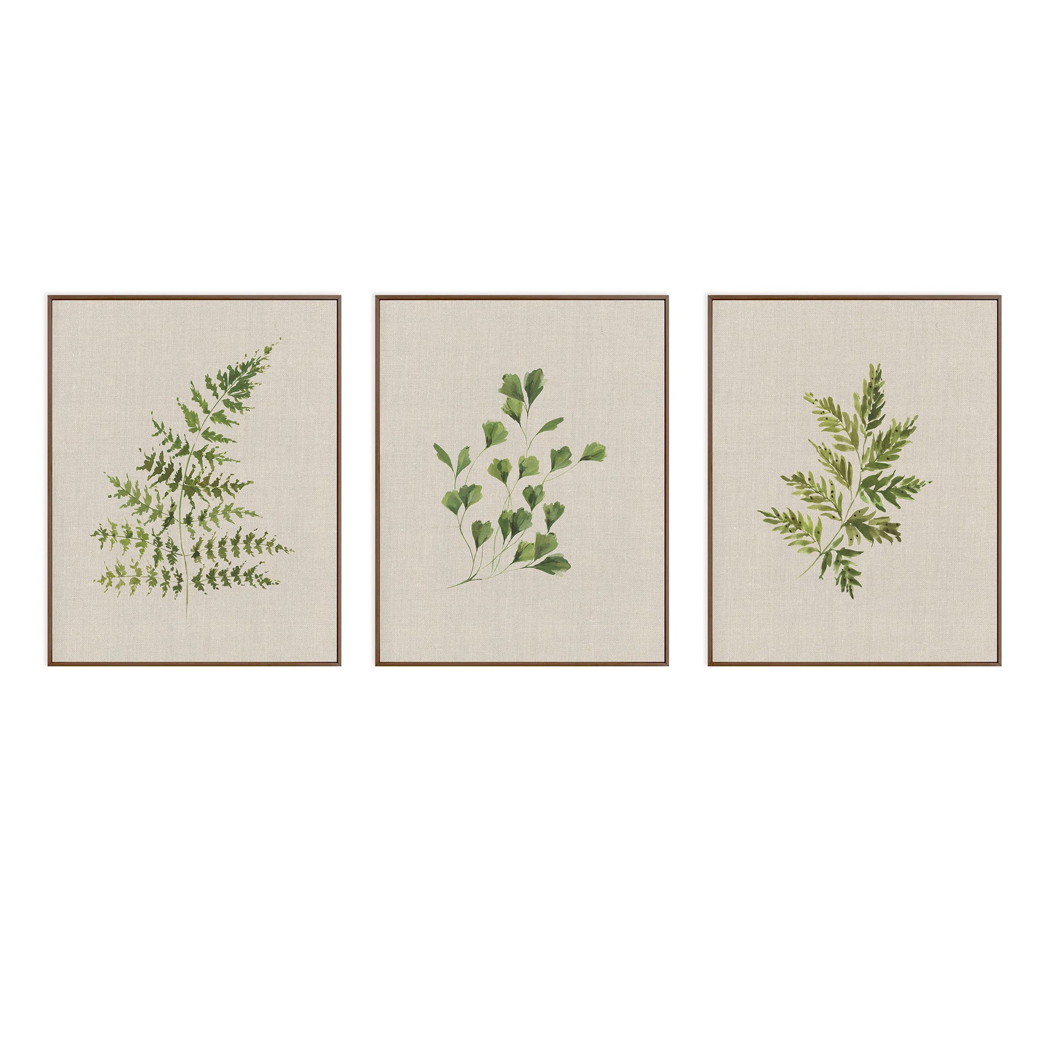 Fern Study (set of three)